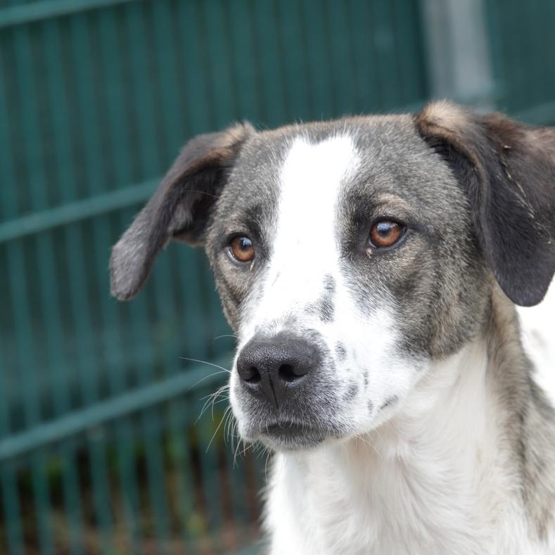 Wunderschãne Ebay Hunde Kassel Bilder