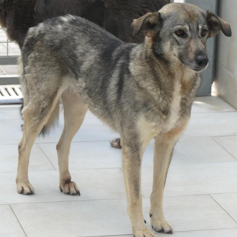 Wunderschãne Ebay Hunde Kassel Bilder