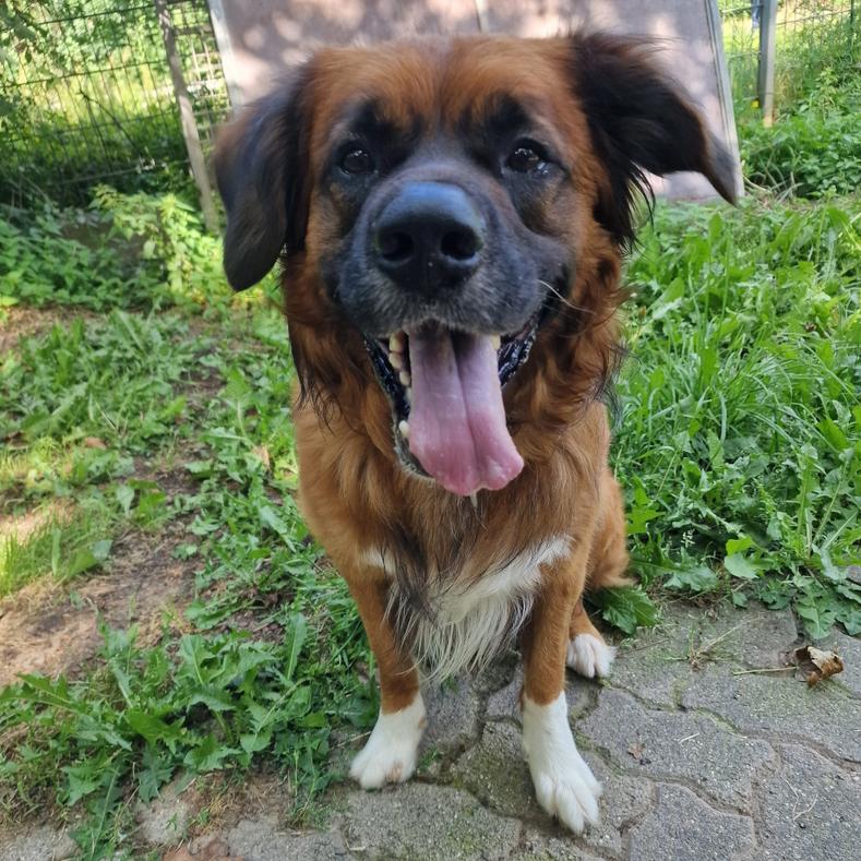 Wunderschãne Ebay Hunde Kassel Bilder