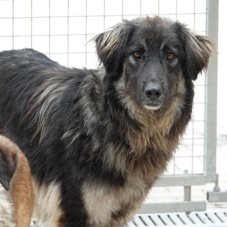 Wunderschãne Ebay Hunde Kassel Bilder
