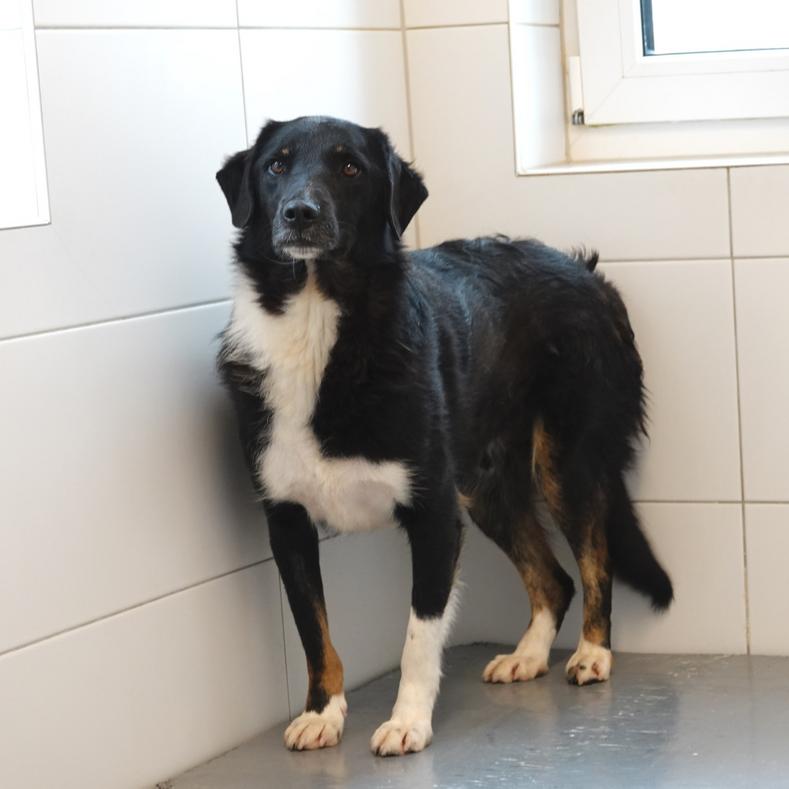 Wunderschãne Ebay Hunde Kassel Bilder