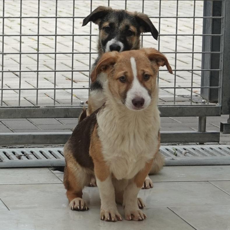 Wunderschãne Ebay Hunde Kassel Bilder
