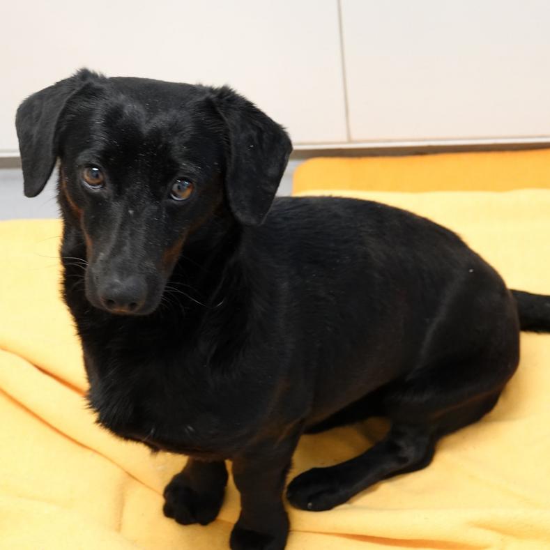 Wunderschãne Ebay Hunde Kassel Bilder