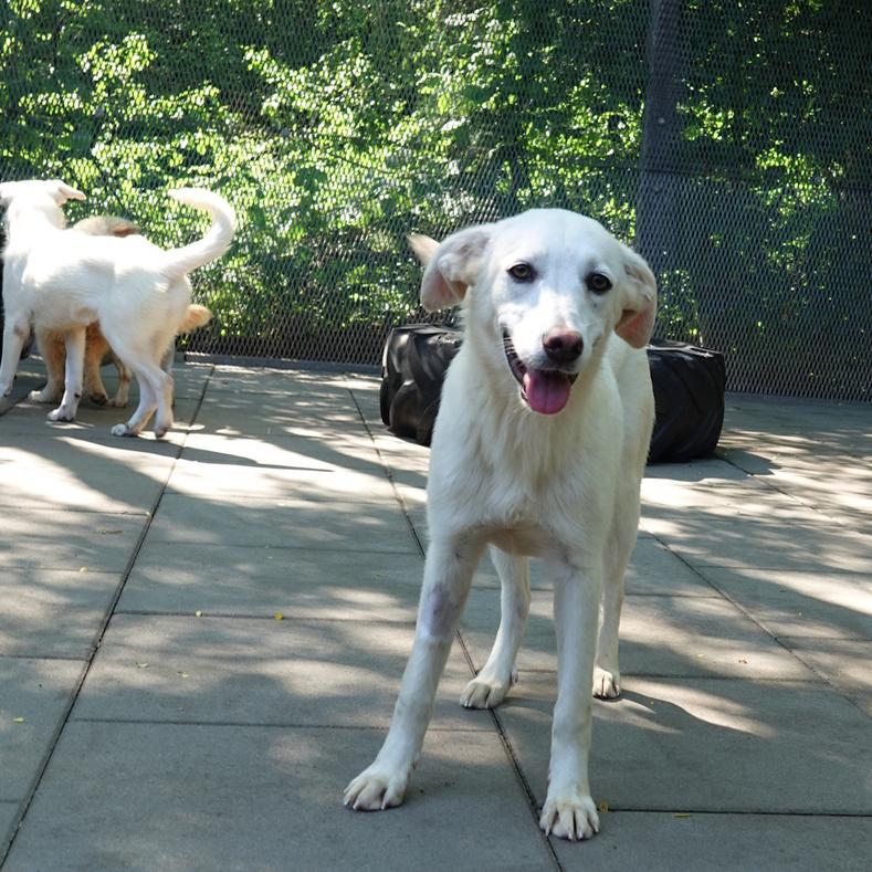 Wunderschãne Ebay Hunde Kassel Bilder